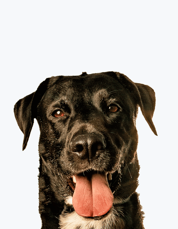 NPIC Premium Natural Pet Treats