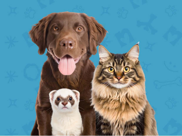 NPIC Premium Natural Pet Treats – NPIC